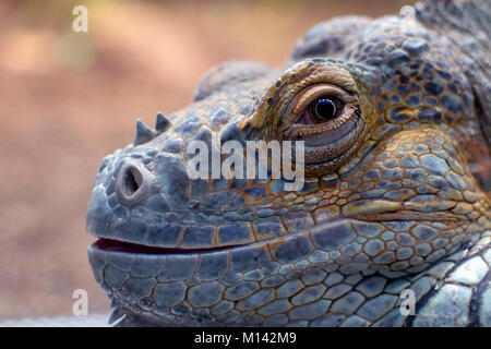 Close-up of face of blue lizard from Myanmar Stock Photo - Alamy