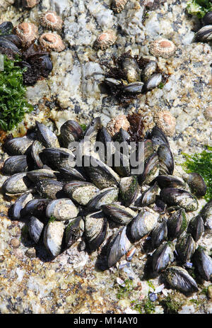 Barnacles, mussels and limpets on rocks in the intertidal zone Stock ...