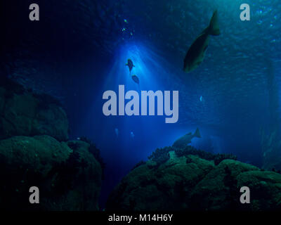Dramatic underwater picture with fish Stock Photo - Alamy