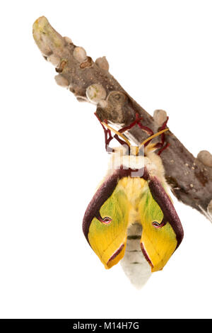 Luna moth (Actias luna). Male and female mating Stock Photo - Alamy