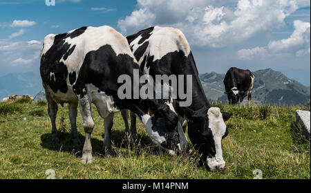 cows in monte baldo, italy Stock Photo - Alamy