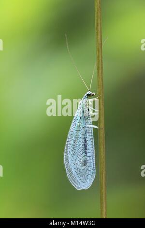 Blue Lacewing, Chrysopa perla, Chrysopidae, Neuroptera Stock Photo - Alamy