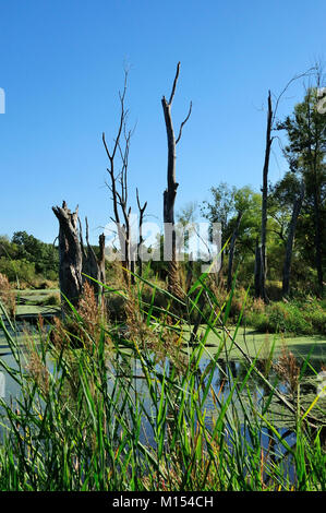 Wetland marsh with algae, cattails, and dead trees Stock Photo - Alamy