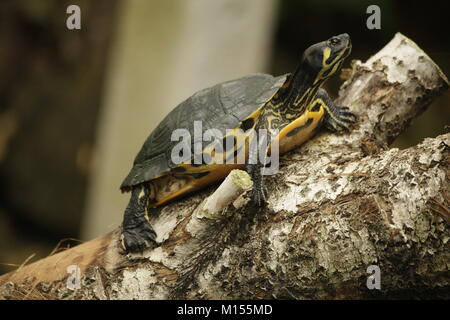Little red-eared turtle on a rock Stock Photo - Alamy