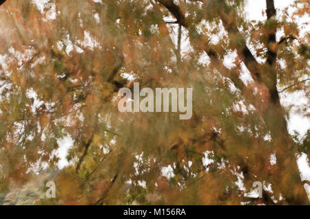 Windy Stormy Tree during Fall Season Stock Photo - Alamy