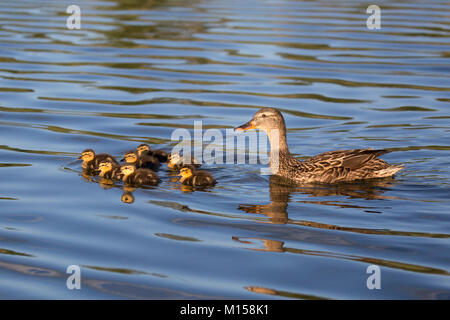 Mallard duck and ducklings Stock Photo - Alamy