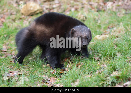 Wolverine (Gulo gulo) close up of front feet, huge paws and claws Stock ...