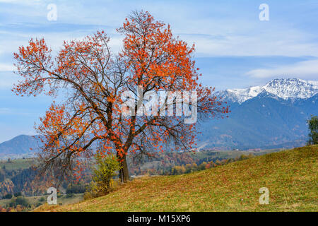 Autumn in Moeciu Magura village, snowy mountains in background ...