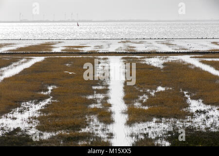 Salt marsh at North Sea island Amrum in Germany, pictured 4 July 2016 ...