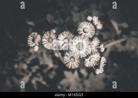 Daisy fleabane, edible, wildflowers, white, yellow centers, thin petals ...