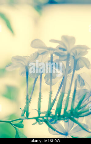 soft blue flower haze effect Stock Photo - Alamy