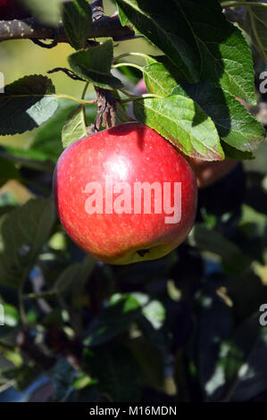 twigs of apple tree with red and orange leaves in urban garden in ...