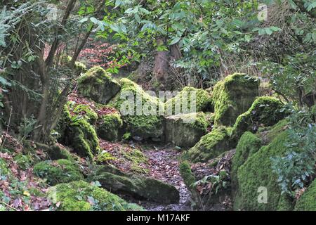 fresh moss in a rock Stock Photo - Alamy