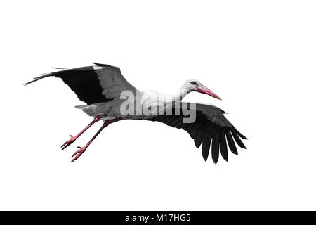 Stork in flight isolated on a white background. Isolated white stork ...