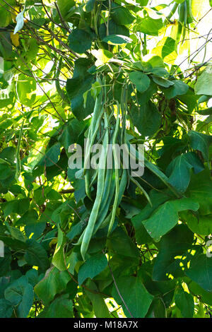 RUNNER BEAN BENCHMASTER. PHASEOLUS COCCINEUS Stock Photo - Alamy