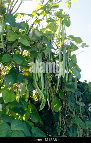 RUNNER BEAN BENCHMASTER. PHASEOLUS COCCINEUS Stock Photo - Alamy