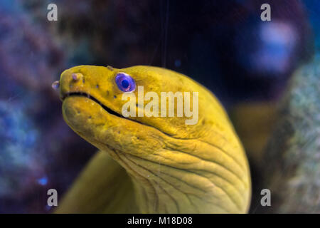 The smiling moray eel Stock Photo - Alamy