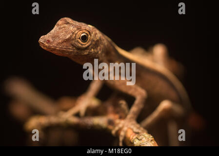 A slender anole (Anolis fuscoauratus) a species of lizard from South ...