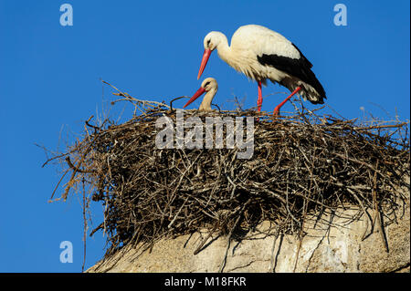 Storks nest in the Barruecos Natural Park, Caceres, Spain. This is a ...