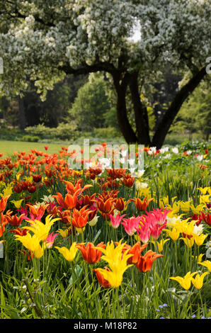 Tulpenblüte im Hermannshof Weinheim - Tulips flowering in the ...