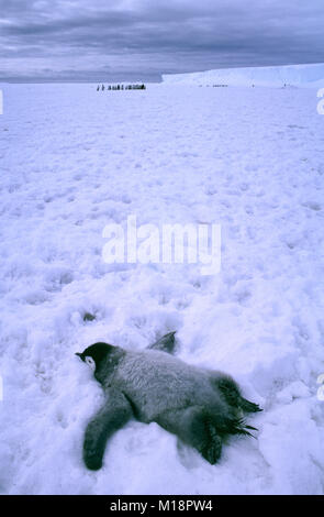 DEAD EMPEROR PENGUIN CHICKS, ANTARCTIC Stock Photo - Alamy