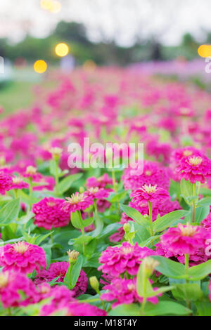 Gerbera on plots with colorful in the garden Stock Photo - Alamy