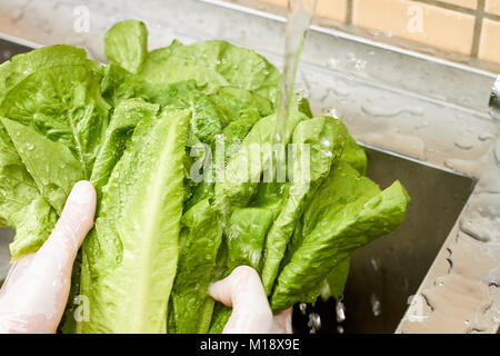 fresh lettuce with water splash on white background Stock Photo - Alamy