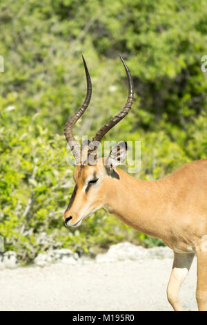 Side profile of a male Black-faced impala Stock Photo - Alamy