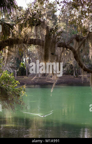 Gemini Springs Park, DeBary Florida USA Stock Photo - Alamy
