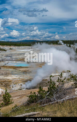 Ledge Geyser erupting in the Norris Geyser Basin. Yellowstone National ...
