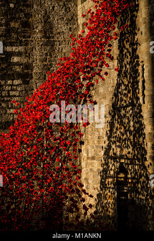 Poppies At Caernarfon Castle North Wales Uk. Remembrance people ...