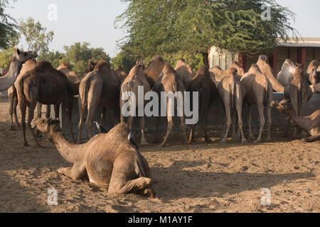 A Herd of camels at a camel research farm in Bikaner in India's western ...