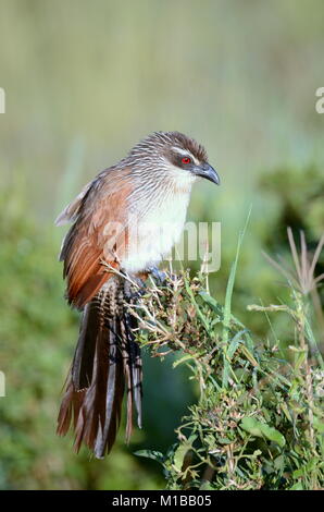 White browed Coucal Stock Photo - Alamy