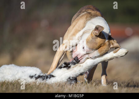 Dog eating a rabbit, raw dog feeding prey model Stock Photo - Alamy