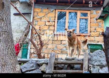 Mutilated dog outdoors Stock Photo - Alamy
