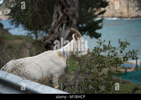 Goat (Capra) feeding on leaves, tall grass, La Palma, Canary Islands ...