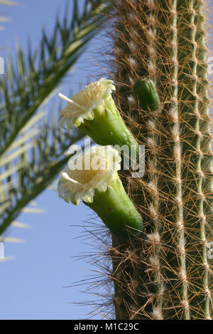 Cacti and other succulent plants, Egypt Stock Photo - Alamy