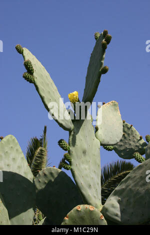 Cacti and other succulent plants, Egypt Stock Photo - Alamy
