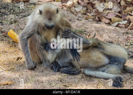 langur monkey showing teeth Stock Photo - Alamy
