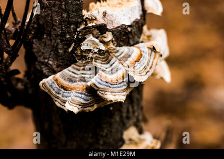 A closeup of red turkey tail fungus, Trametes versicolor, and moss on a ...