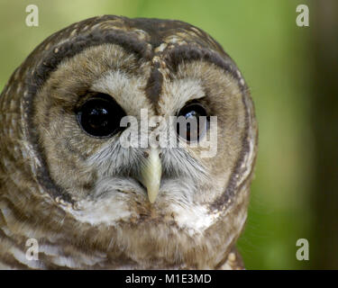 face of a barred owl Stock Photo - Alamy