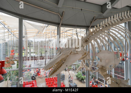 Interior view of the California Academy of Sciences Museum, Golden Gate ...