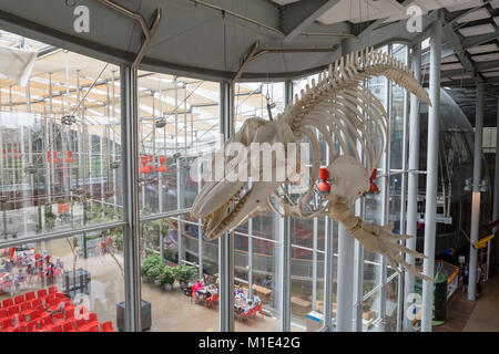 Interior view of the California Academy of Sciences Museum, Golden Gate ...