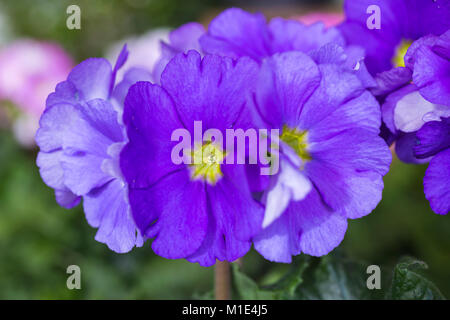Primula obconica 'Touch Me Blue' Stock Photo - Alamy