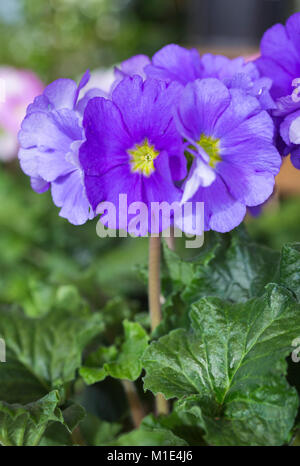 Primula obconica; Touch Me Stock Photo - Alamy