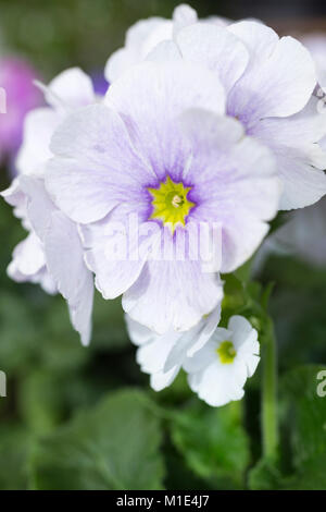 Primula obconica 'Touch Me Blue' Stock Photo - Alamy