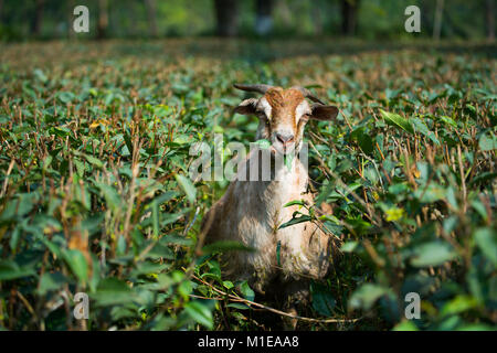 Goats eating grass and tea leaf on farm Stock Photo - Alamy