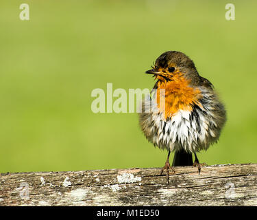 A rather scruffy and bedraggled Robin sits defiantly on a fence rail ...