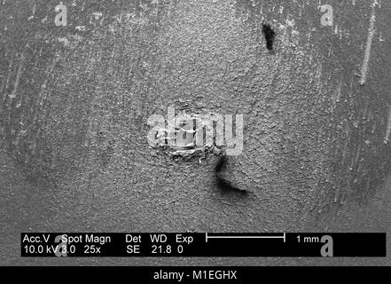 Proteus mirabilis bacteria, SEM Stock Photo - Alamy