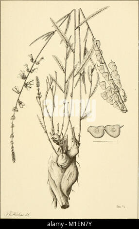 This section of 'The Natural History of Plants' covers the Meliaceae ...